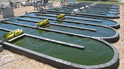 What is astaxanthin: Source, Health Benefits and Extraction Methods ...