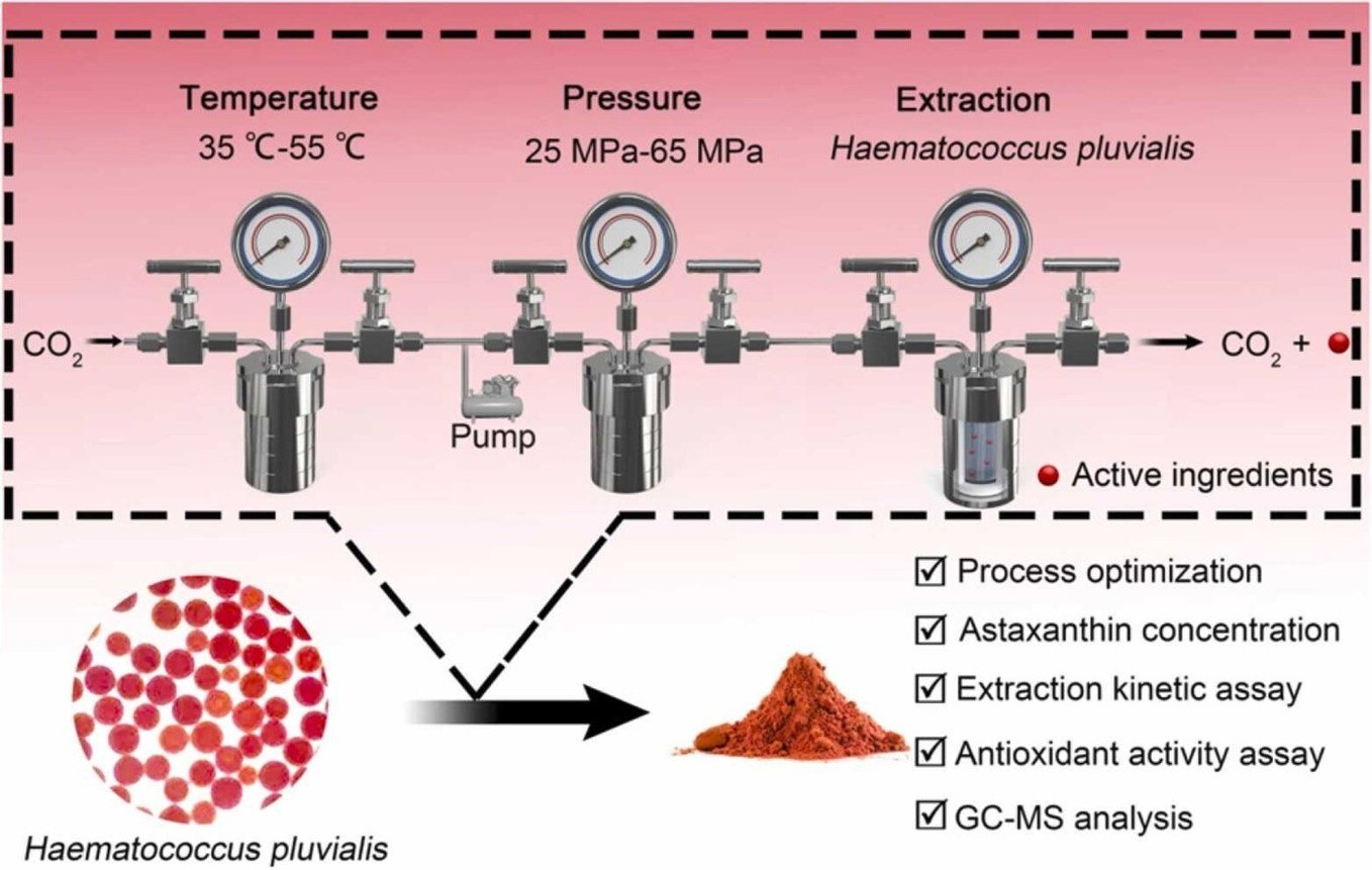 What is astaxanthin: Source, Health Benefits and Extraction Methods ...
